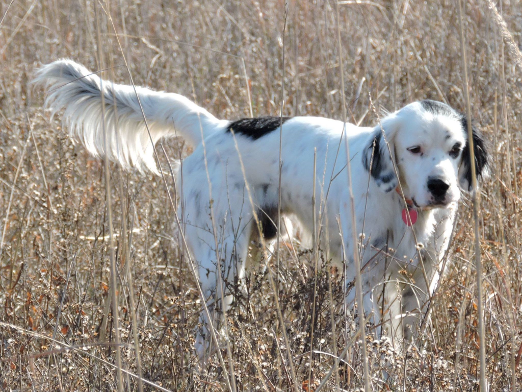 NLGDC Owner Brag Page | National Llewellin Gun Dog Club